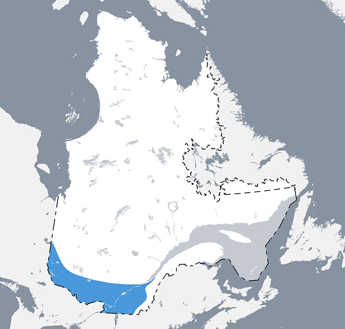 Crapet de roche | Gouvernement du Québec