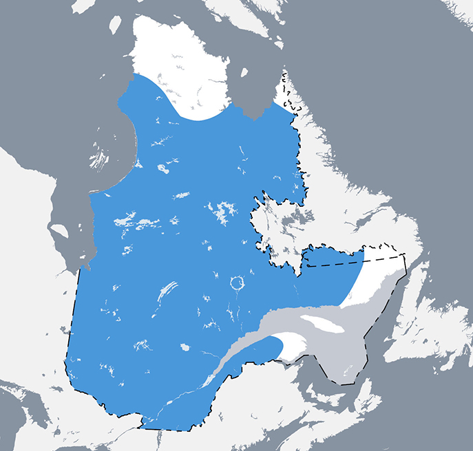 Grand corégone | Gouvernement du Québec