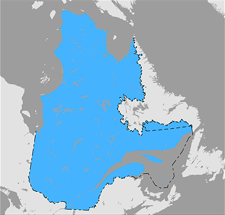 Renard roux | Gouvernement du Québec