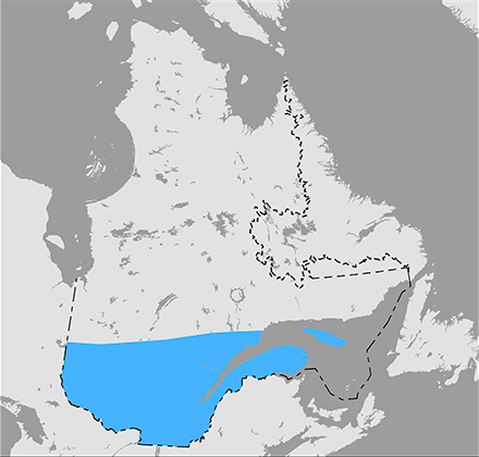 Raton laveur | Gouvernement du Québec