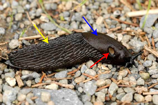 Limace noire | Gouvernement du Québec