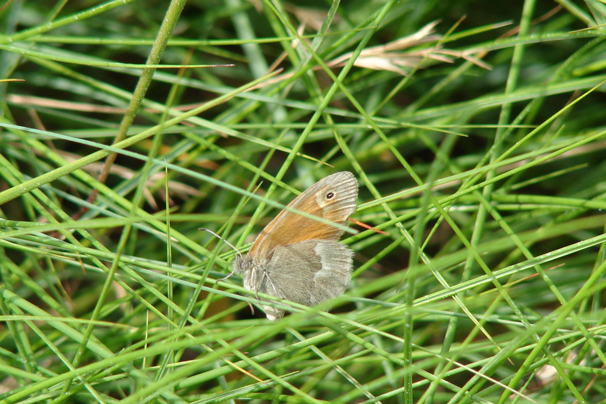 Satyre fauve des Maritimes | Gouvernement du Québec