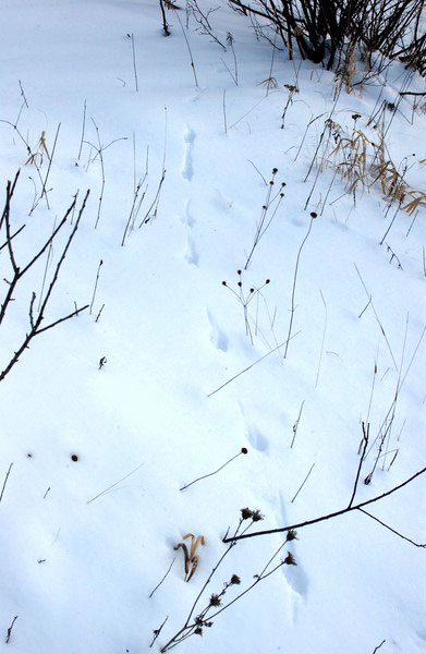 Belette à longue queue | Gouvernement du Québec
