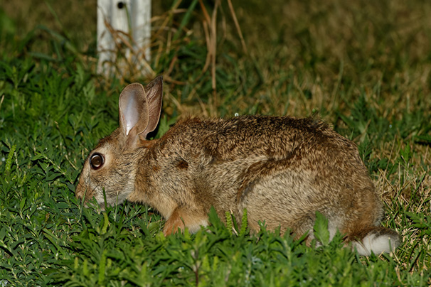 Lapin à queue blanche | Gouvernement du Québec