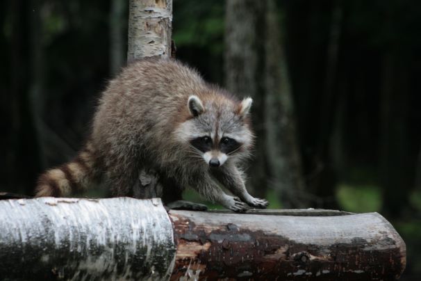 Raton laveur | Gouvernement du Québec