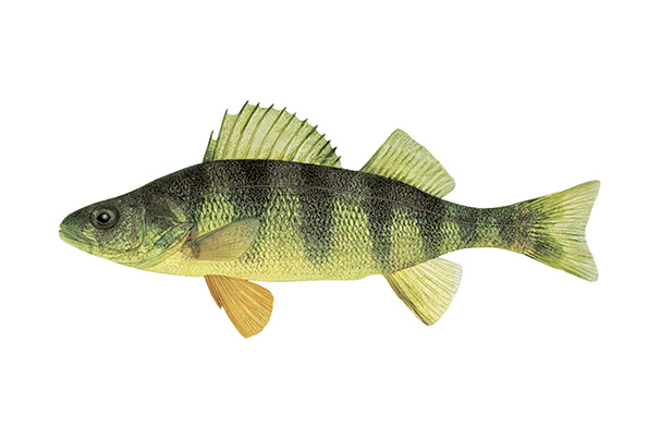 Perchaude | Gouvernement du Québec