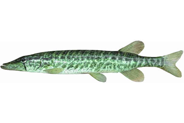 Brochet vermiculé | Gouvernement du Québec
