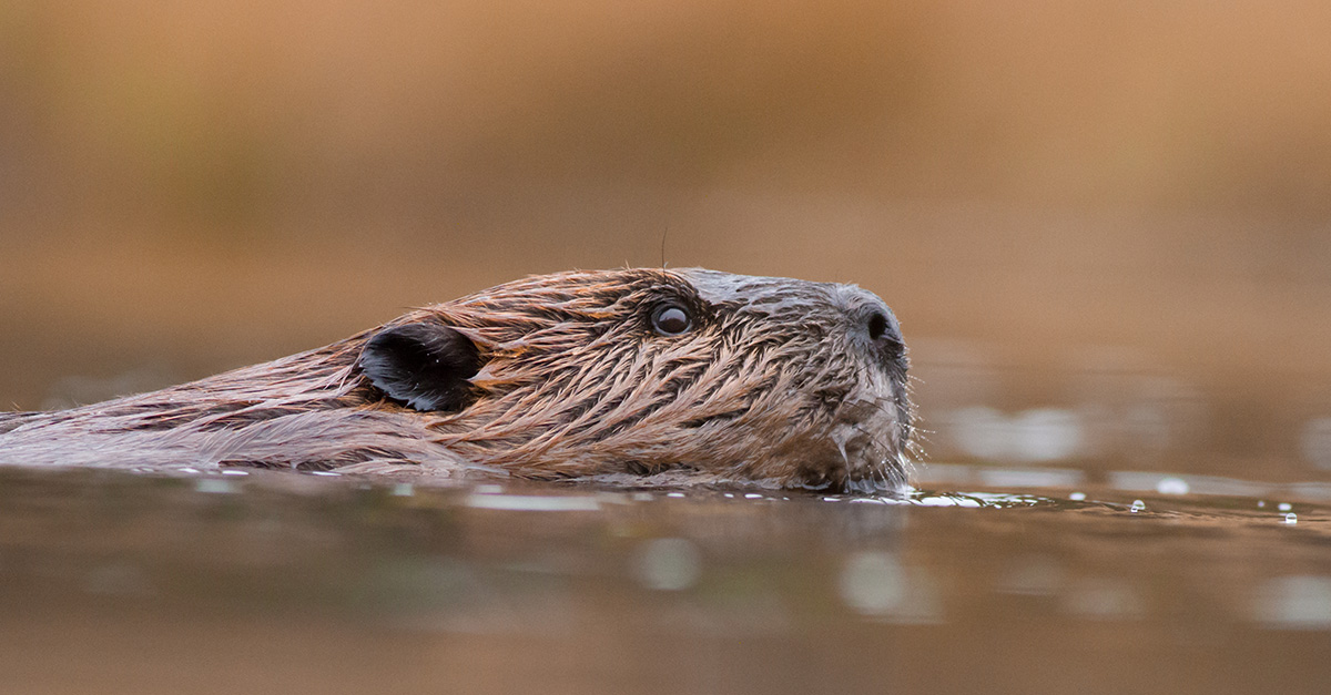 Castor du Canada | Gouvernement du Québec