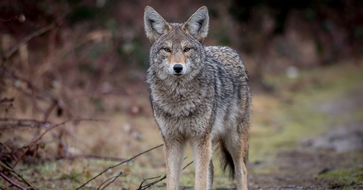 Coyote | Gouvernement du Québec