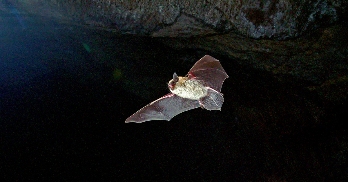 Chauve-souris pygmée de l’Est | Gouvernement du Québec