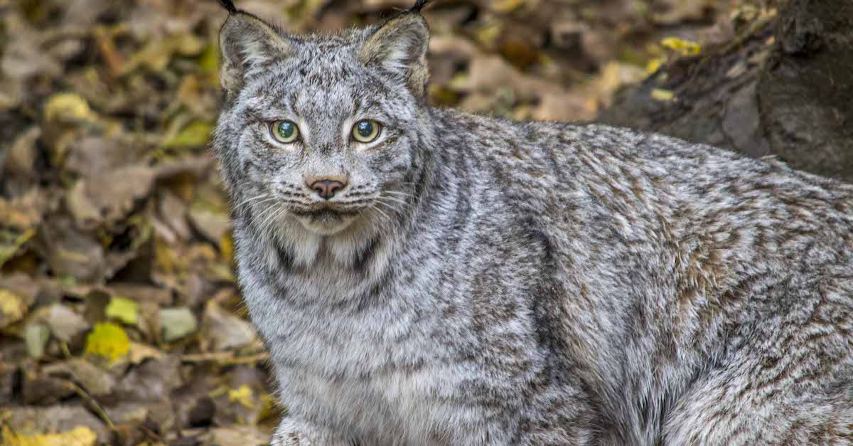 Lynx du Canada | Gouvernement du Québec