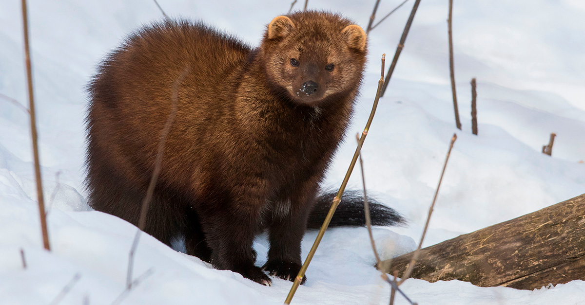 Pékan | Gouvernement du Québec