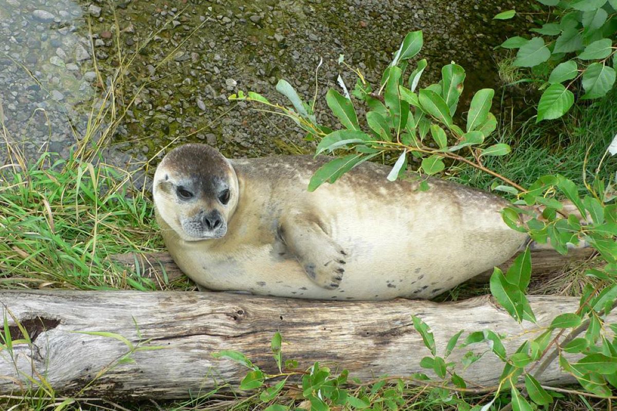 Phoque commun des lacs des Loups Marins | Gouvernement du Québec