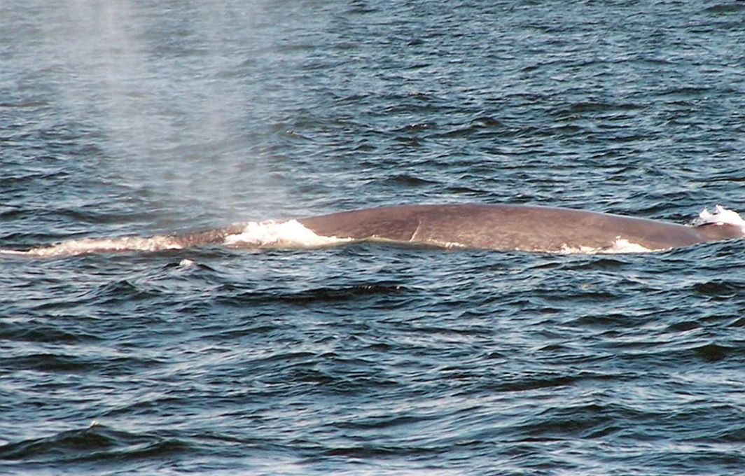 Rorqual bleu | Gouvernement du Québec