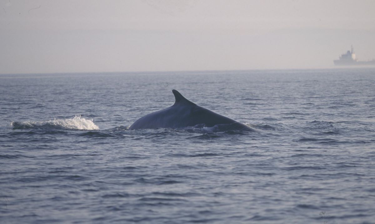 Rorqual commun | Gouvernement du Québec