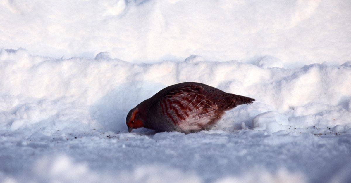 Perdrix grise | Gouvernement du Québec