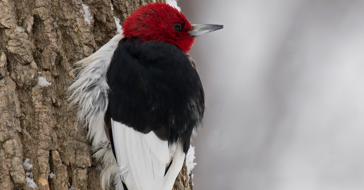 Pic à tête rouge | Gouvernement du Québec