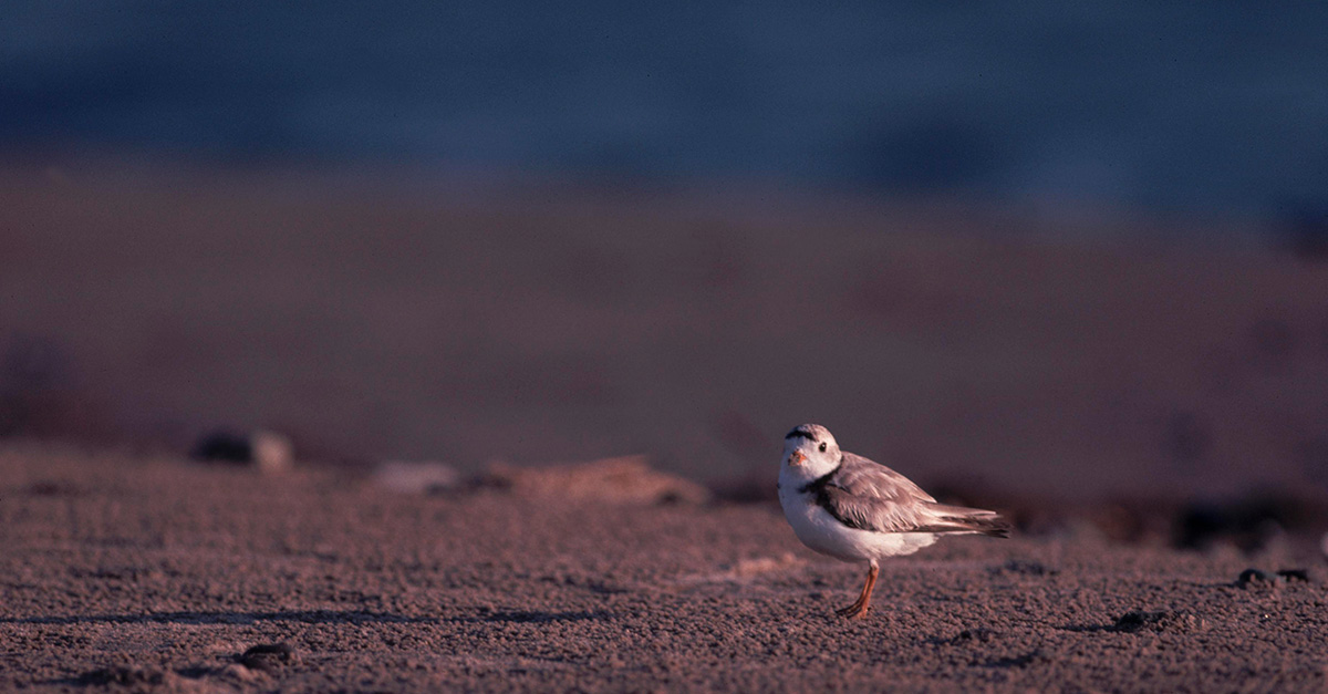 Pluvier siffleur | Gouvernement du Québec