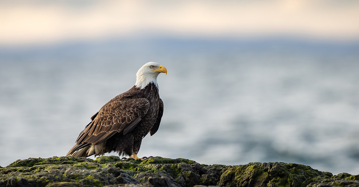Pygargue à tête blanche | Gouvernement du Québec