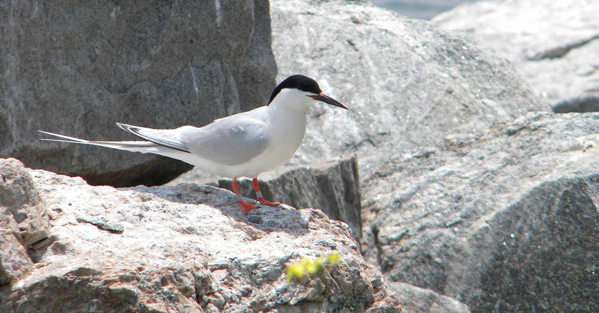 Sterne de Dougall | Gouvernement du Québec