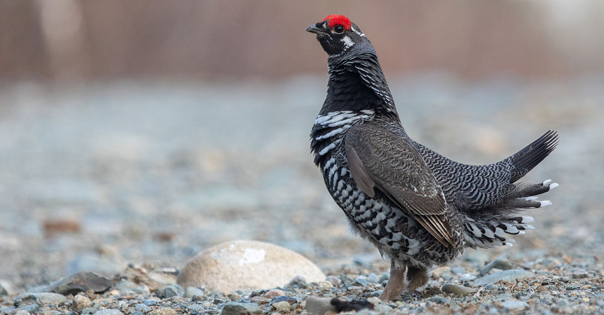 Tétras du Canada | Gouvernement du Québec