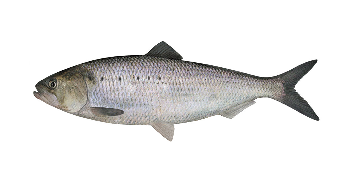 Alose savoureuse | Gouvernement du Québec