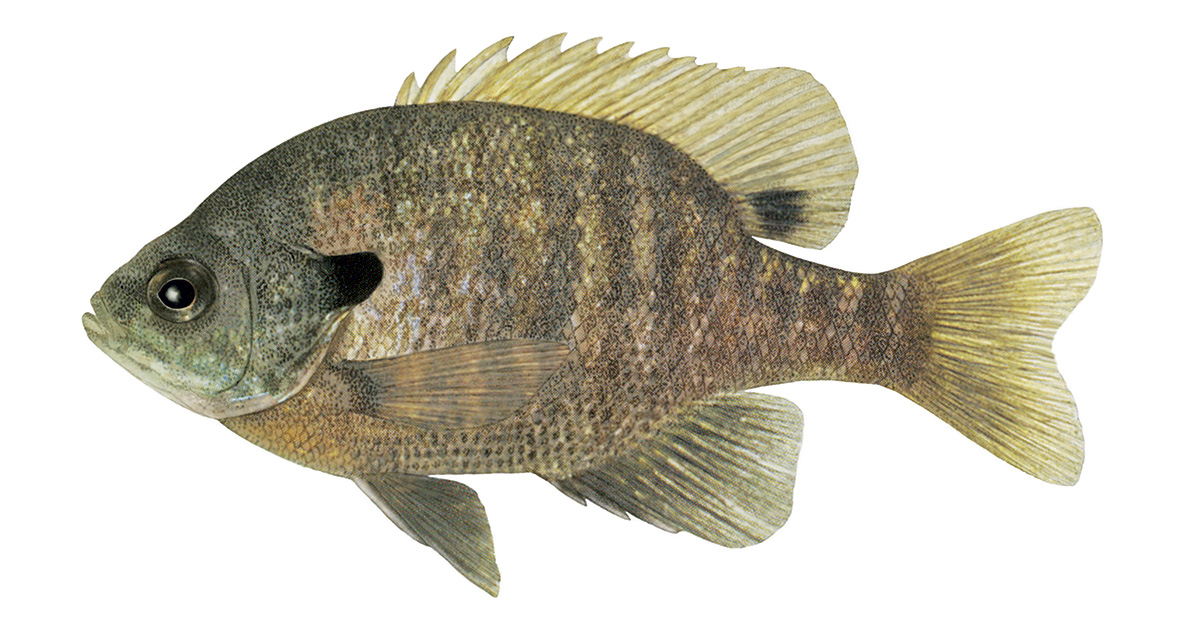 Crapet arlequin | Gouvernement du Québec