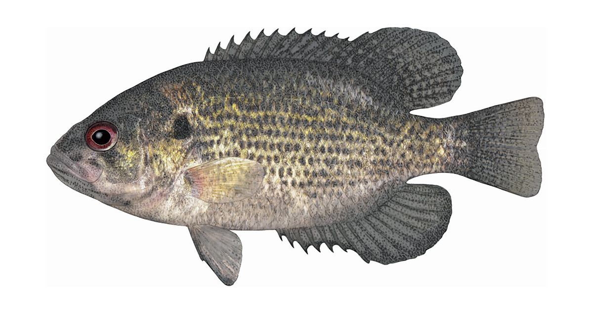 Crapet de roche | Gouvernement du Québec