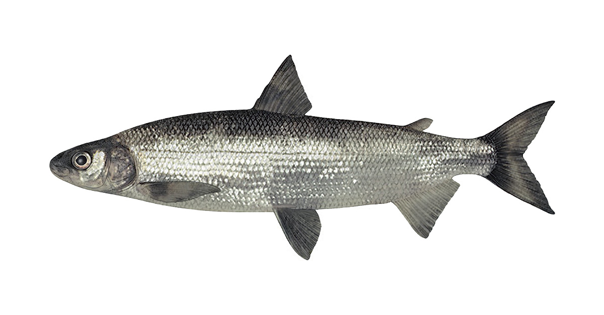 Grand corégone | Gouvernement du Québec