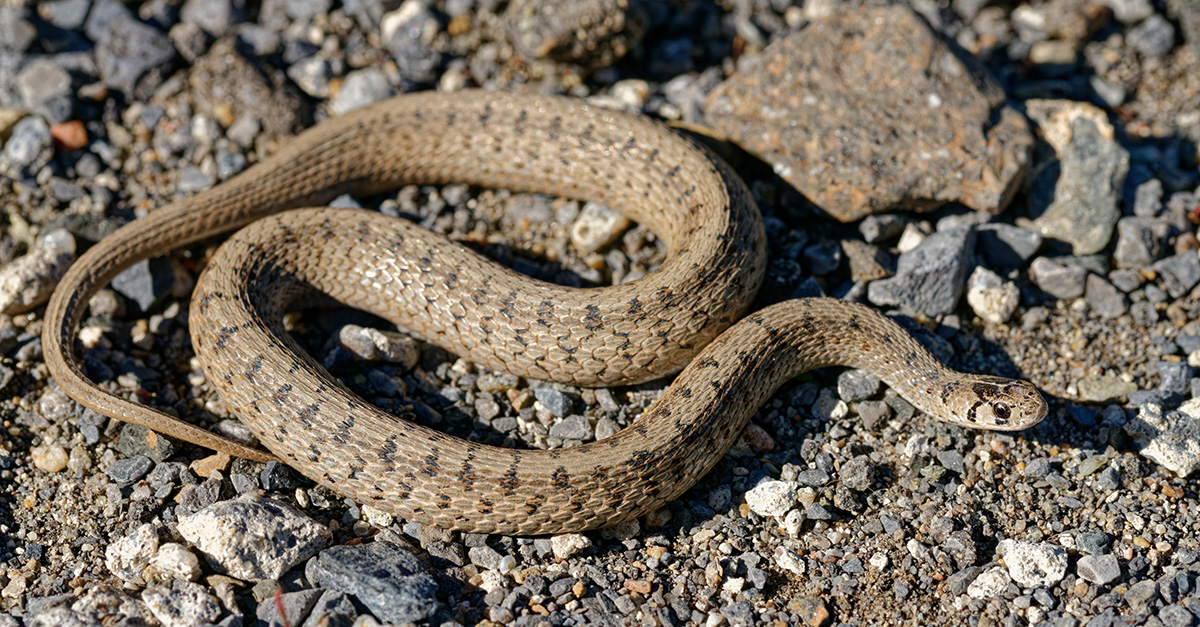 Couleuvre brune | Gouvernement du Québec