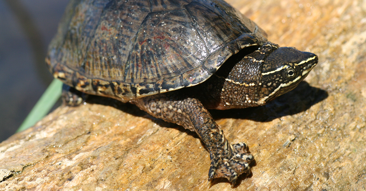 Tortue musquée | Gouvernement du Québec