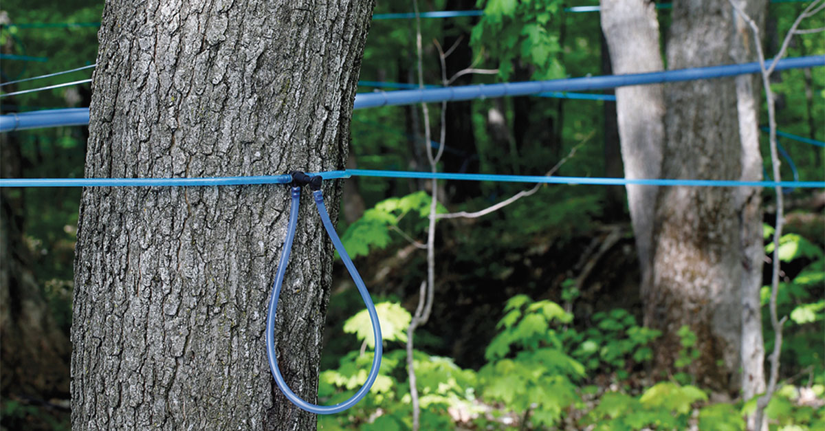 Production acéricole en forêt publique | Gouvernement du Québec