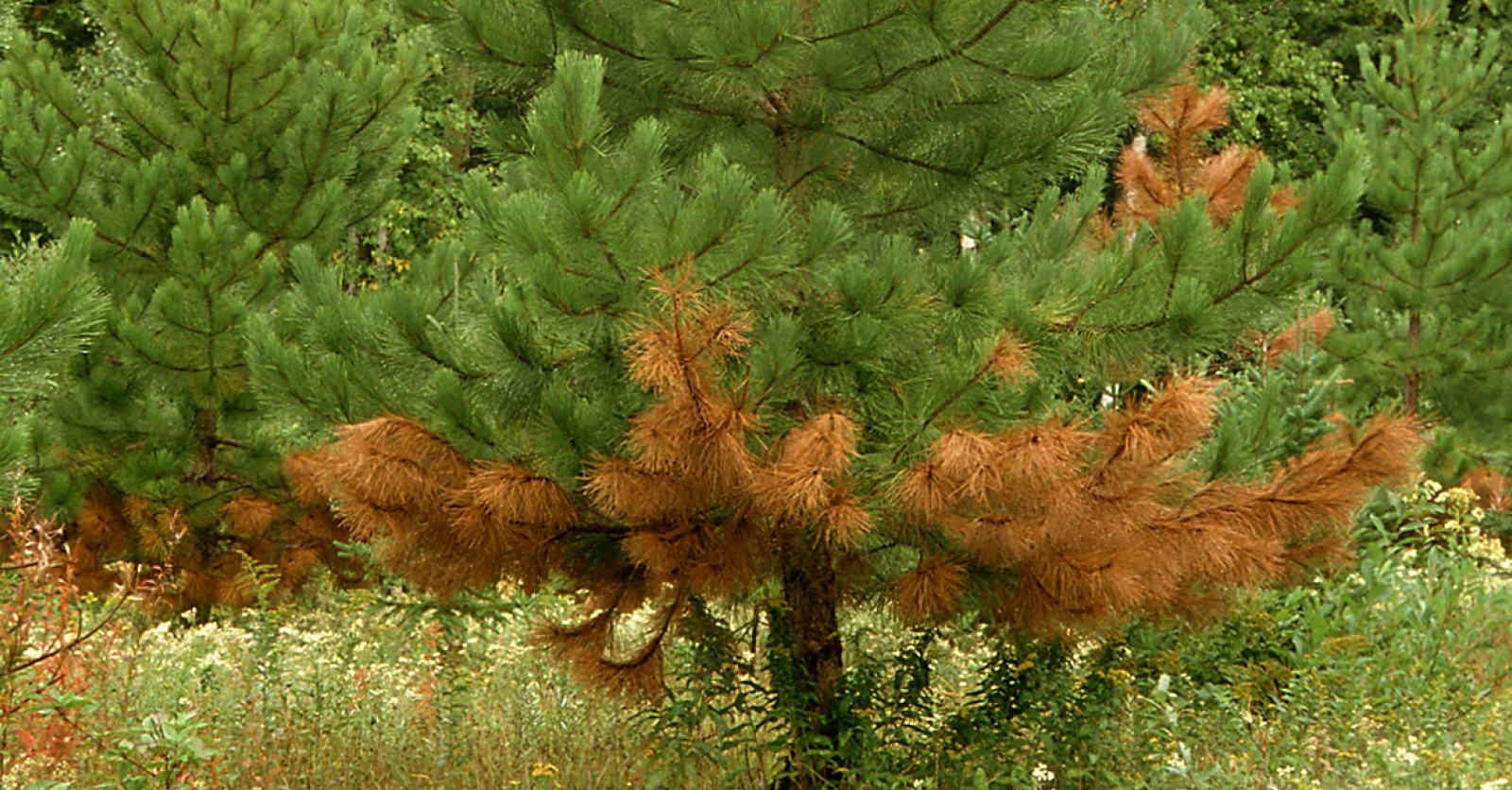 Chancre scléroderrien | Gouvernement du Québec