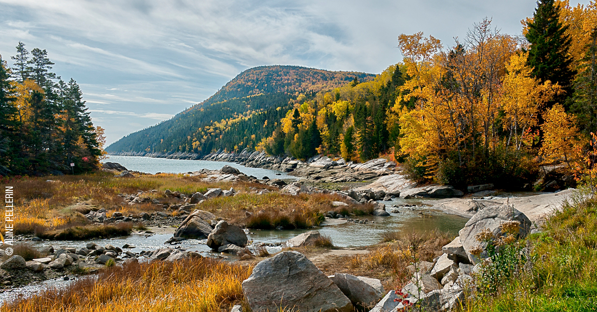 Aménagement durable des forêts | Gouvernement du Québec