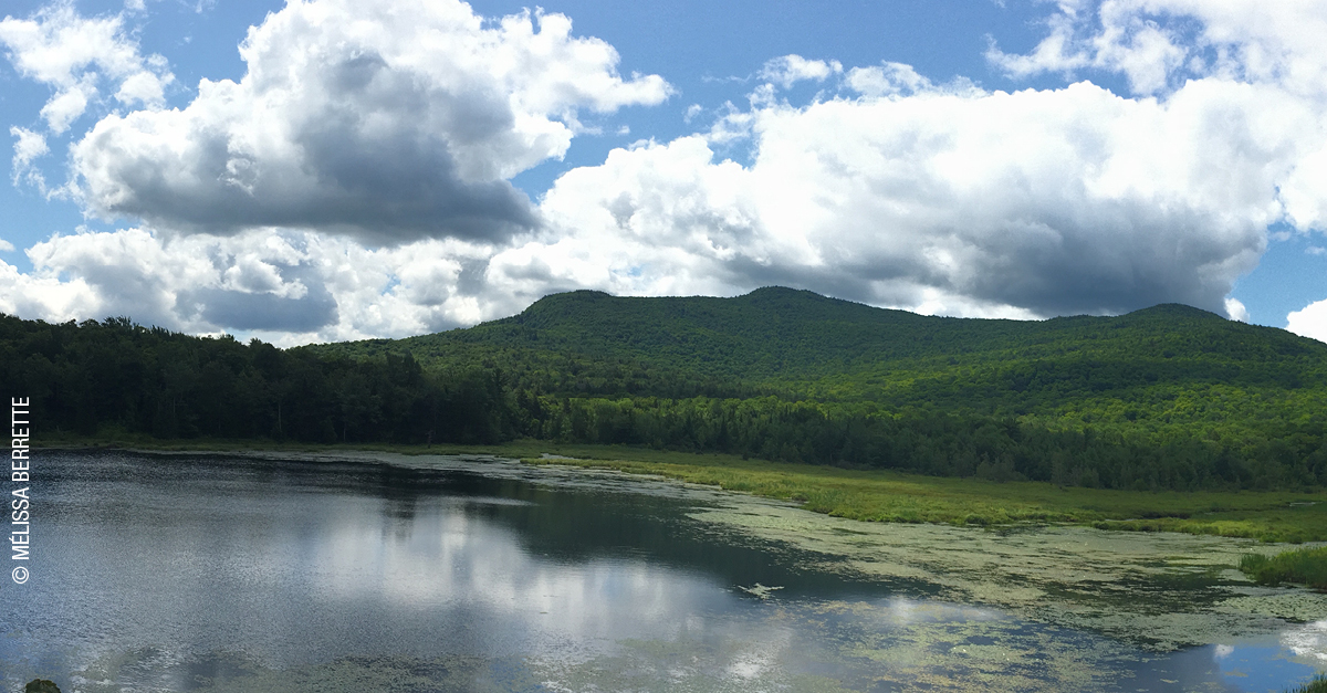 Programme d’aménagement durable des forêts 2024-2027 | Gouvernement du ...
