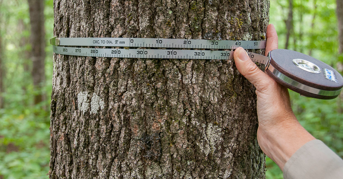Données, cartes et résultats d'inventaire forestier | Gouvernement du ...