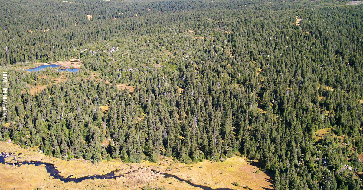 Aménagement forestier dans le Nord-du-Québec | Gouvernement du Québec
