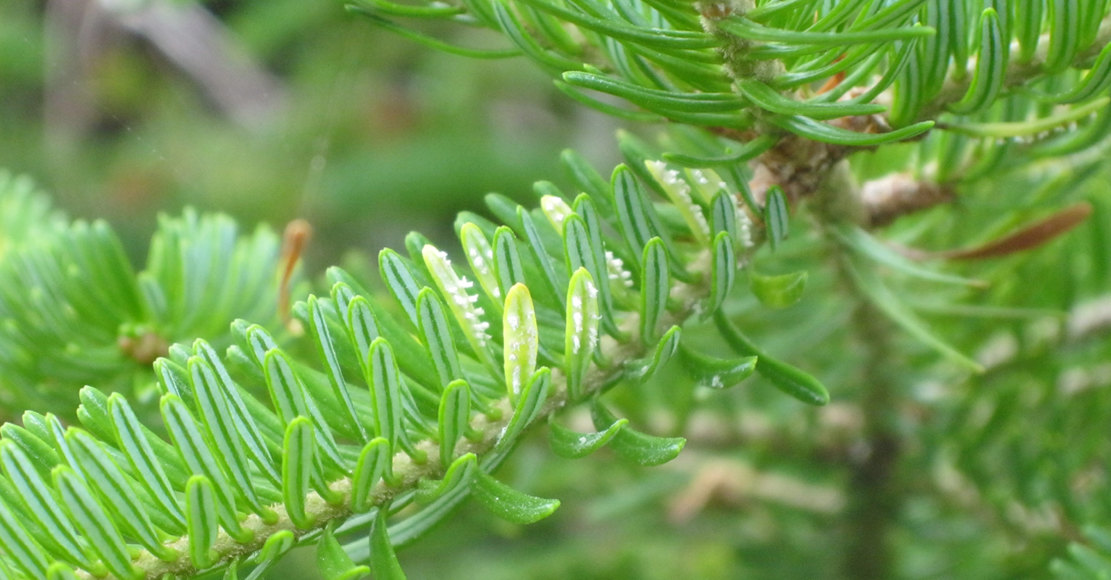 Rouilles des aiguilles du sapin | Gouvernement du Québec