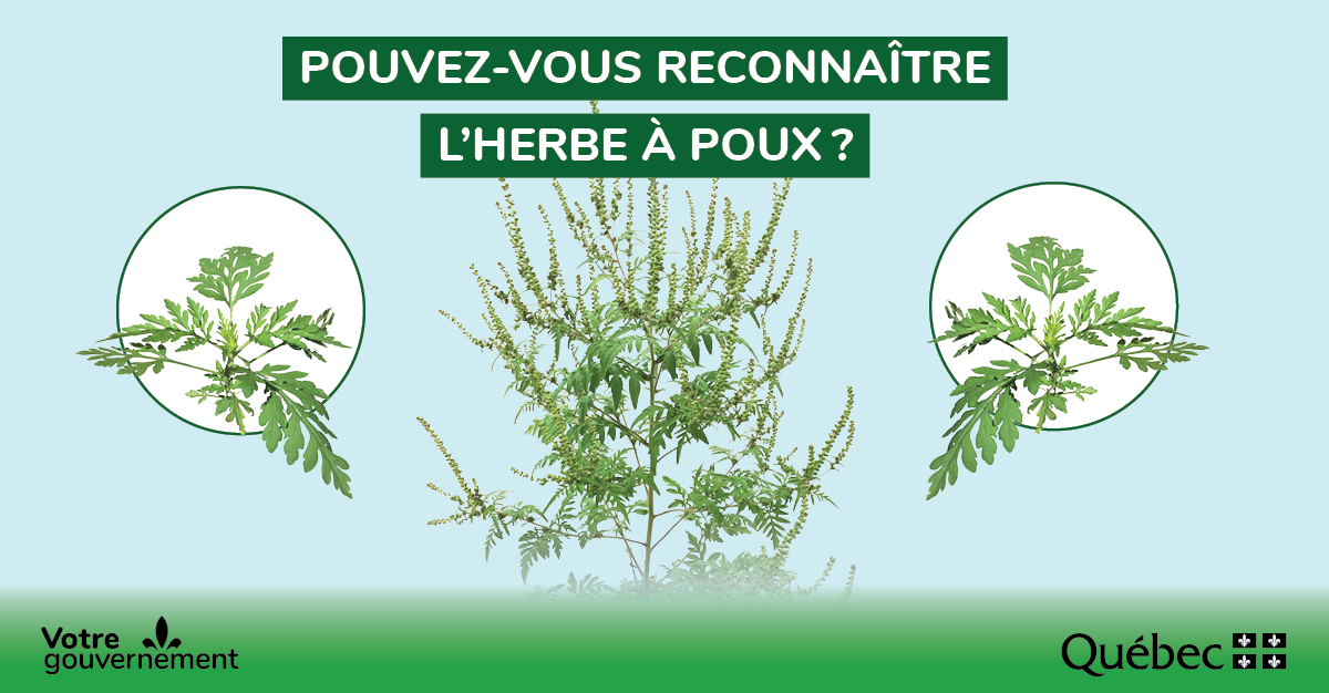 Reconnaître et limiter l'herbe à poux | Gouvernement du Québec